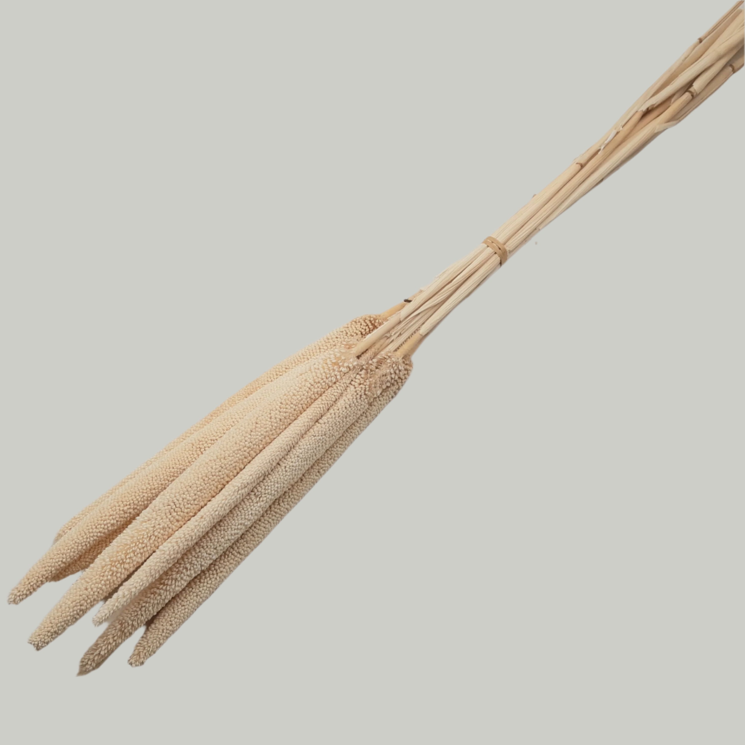 Dried and Bleached Babala 75cm x 10